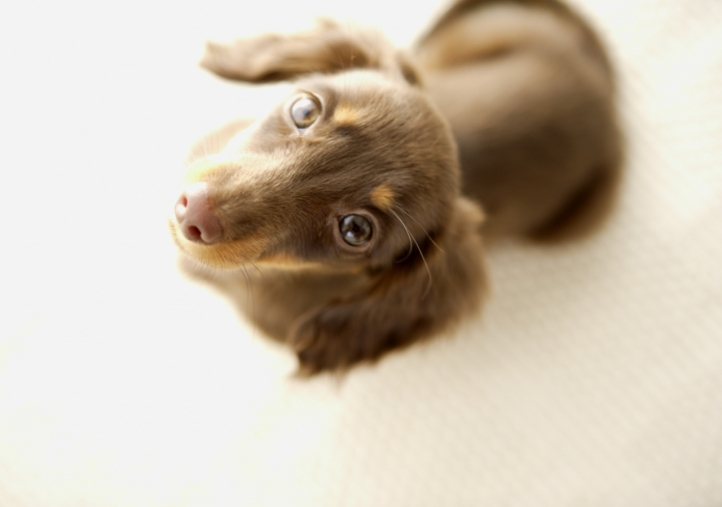 Fond d'écran gratuit chien mignon - Fonds d'écran animaux gratuits ...